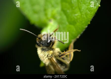 Close Up of a single Wildbee (Andrena sp.) hanging on a leaf, nature ...