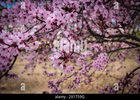 Almond trees in bloom in the park Quinta de los Molinos in Madrid, on ...