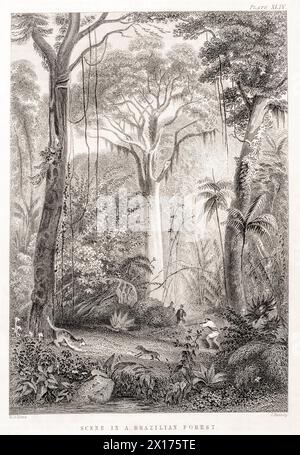 1872 Victorian botanical picture in William Rhind: Australian Trees ...