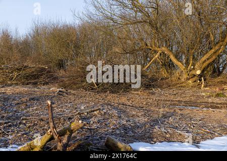 an area with cut down forests and shrubs, cutting and harvesting of ...