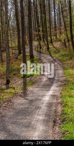 Winding dirt path cuts through lush green forest. Mossy stones and ...