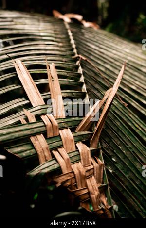 Palm leaf woven in forest Stock Photo - Alamy