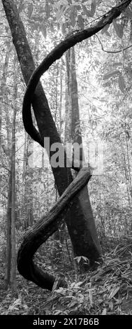 Liana wrapping around a tree Stock Photo - Alamy