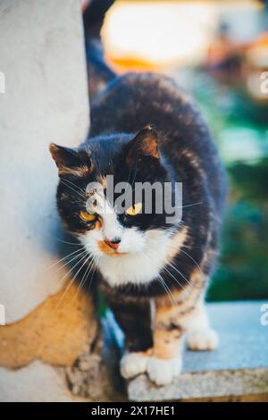 Cat outdoors. Beautiful cat Stock Photo - Alamy