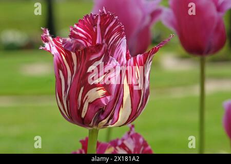 Broken, variegated Purple and cream fringed tulip, tulipa ‘Louvre’ in ...