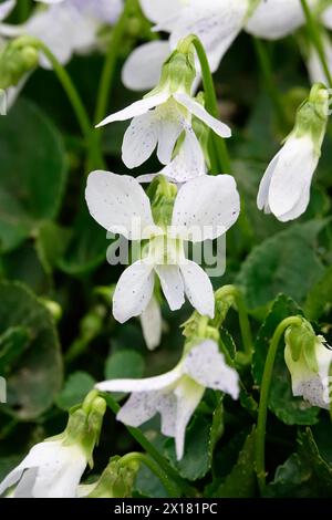 White violets, April, Germany Stock Photo - Alamy