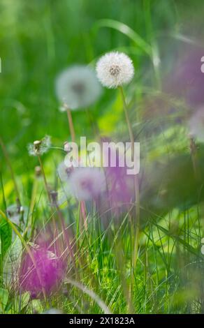 Dandelions close up on a blurred background Stock Photo - Alamy
