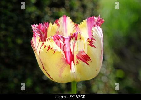 Broken, variegated Purple and cream fringed tulip, tulipa ‘Louvre’ in ...