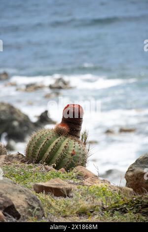 Guana Bay Coastal hike, St. Maarten, Caribbean Stock Photo - Alamy