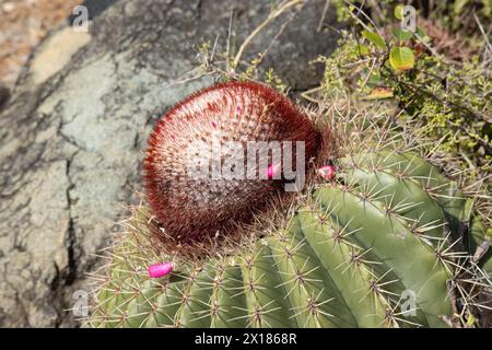 Guana Bay Coastal hike, St. Maarten, Caribbean Stock Photo - Alamy