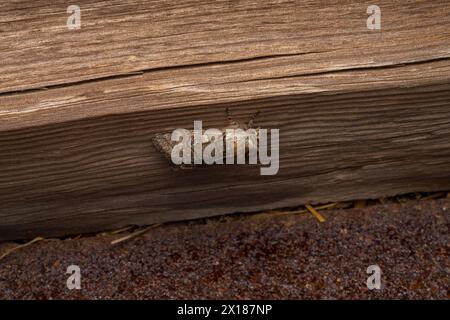 Achlya flavicornis Family Drepanidae Genus Achlya Yellow horned moth ...