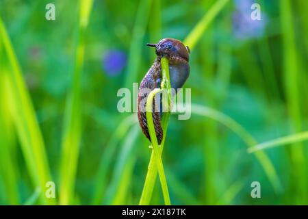 Round back slug (Arionidae) eating on a plant stem on a grass meadow ...