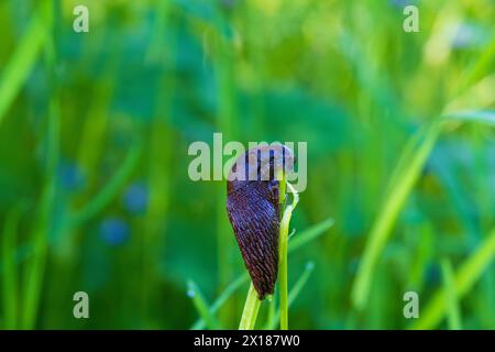 Round back slug (Arionidae) eating on a plant stem on a grass meadow ...