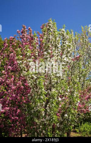 White and pink flowering Malus 'Maypole', Apple trees in spring ...