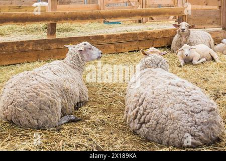 Arcott Rideau lambs in sheep pen being bred and raised for meat, Quebec ...