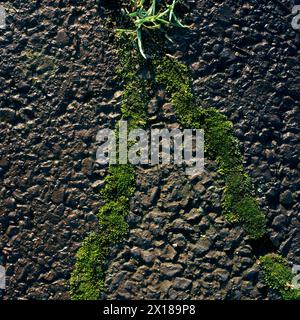 Moss grows in the crevices of a tarred surface Stock Photo - Alamy