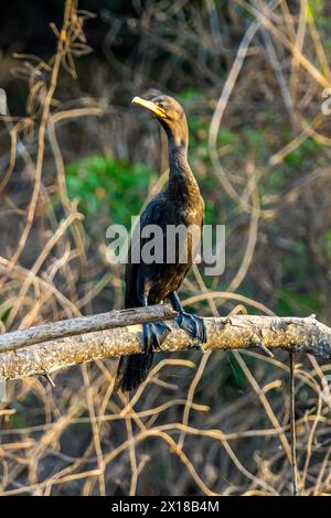 Corixo do Cerrado, Pantanal, Brazil Stock Photo - Alamy