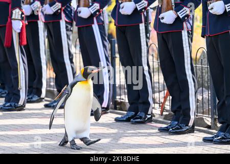 A Guard of Honour for Sir Nils Olav - the most famous king penguin in ...