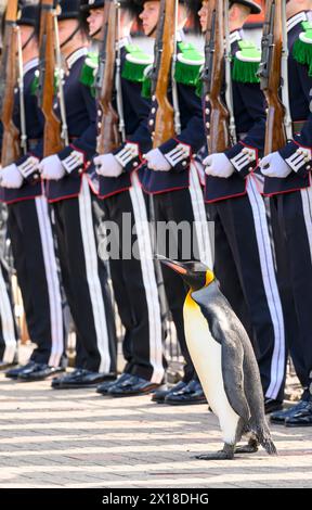 King penguin, Sir Nils Olav inspects a Guard of Honour with Edinburgh ...