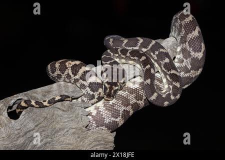 Rare Rough-scaled Python from ther Kimberley Region of Western ...