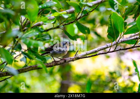 Description: Madeiran sparrow sitting on rock wall and looking in the ...