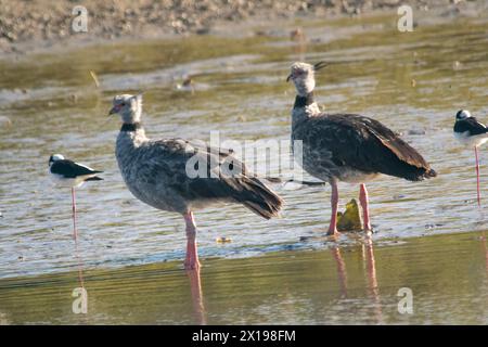 Southern screamer couple in Mar Chiquita lagoon , Buenos Aires ...