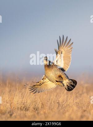 Flying Greater Prairie Chickens on a spring morning over native prairie ...