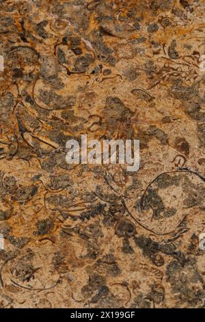 coral stone slab background texture Stock Photo - Alamy
