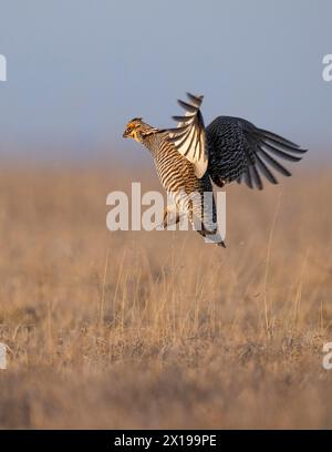 Flying Greater Prairie Chickens on a spring morning over native prairie ...