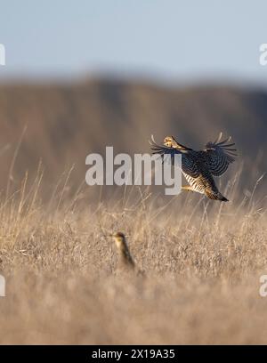 Flying Greater Prairie Chickens on a spring morning over native prairie ...