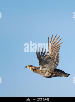 Flying Greater Prairie Chickens on a spring morning over native prairie ...