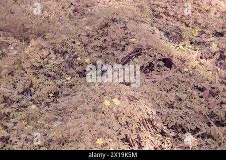 infrared image of momordica charantia yellow flowers growing around the ...
