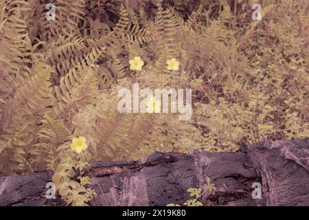 infrared image of momordica charantia yellow flowers growing around the ...