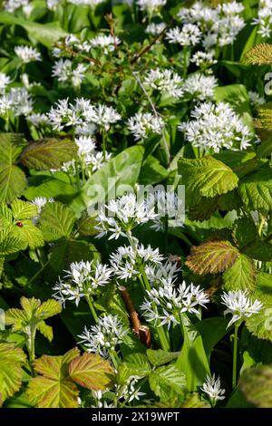 wild garlic Bath England Stock Photo - Alamy