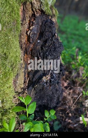Chaga mushroom on the tree trunk. Close up view Stock Photo - Alamy