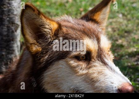 Portrait of a Siberian Husky with white and ginger hair looking aside ...