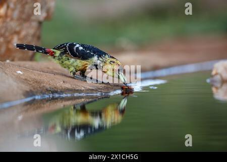 Crested Barbet catching a bug in waterhole in Kruger National park ...