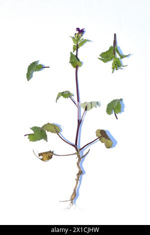 Herbarium. Purple lily bush, purple flowers, stem and root system Stock ...