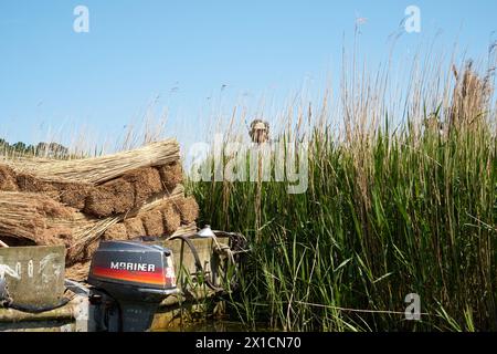 Reedcutters at work Stock Photo - Alamy