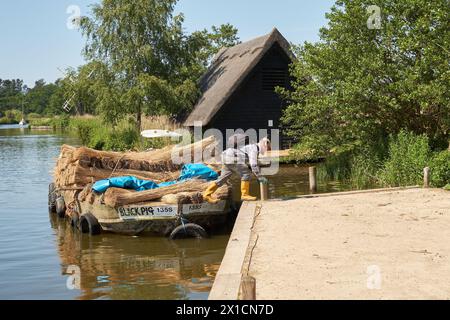 Reedcutters transporting reed bundles in a traditional Norfolk Broads ...