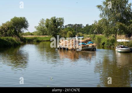 Reedcutters transporting reed bundles in a traditional Norfolk Broads ...