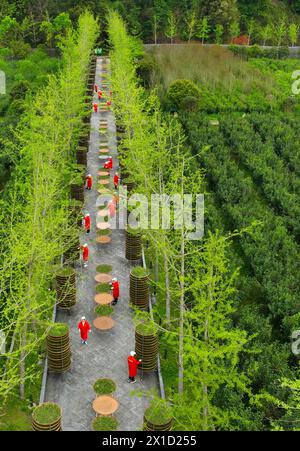 Aerial photo shows the white tea plantation base in Panzhai Village ...