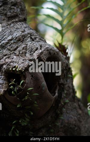 Hollow tree trunk with large opening to enter and play hide and seek ...