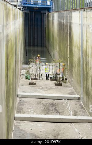DELFT. Deltares. Test in the Delta Flume whether mangrove trees can ...