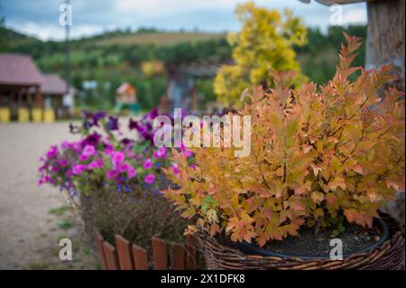 Japanese spirea Firelight closeup on the homestead. Latin name ...
