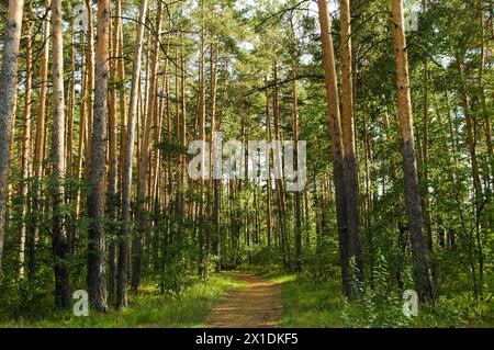 The forest path runs between a dense green thicket and pine trees ...