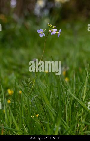 Lady's smock. Rose Cottage Garden Diary Stock Photo - Alamy