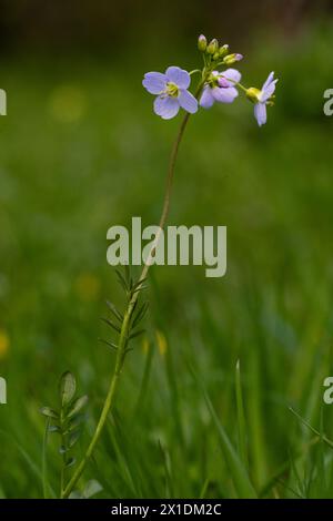Lady's smock. Rose Cottage Garden Diary Stock Photo - Alamy