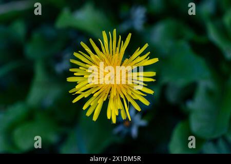 Dandelion. Rose Cottage Garden Diary Stock Photo - Alamy