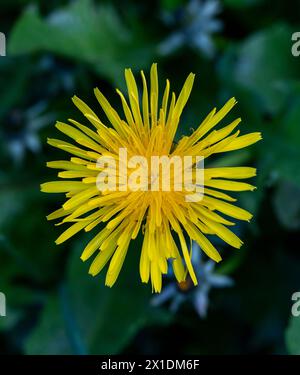 Dandelion. Rose Cottage Garden Diary Stock Photo - Alamy
